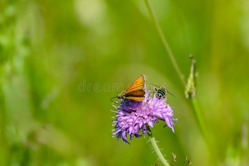Closeup of a Small Skipper Butterfly and a Bee on a Purple Wildflower ...