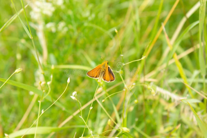 Closeup of Small Skipper (Thymelicus Sylvestris) on Green Grass Stock ...