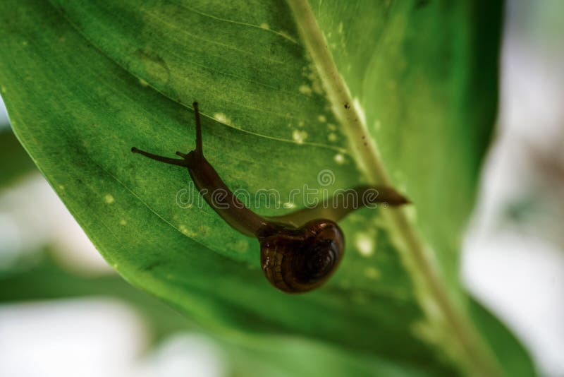 Closeup of a Small Snail on a Green Leaf Stock Image - Image of green ...