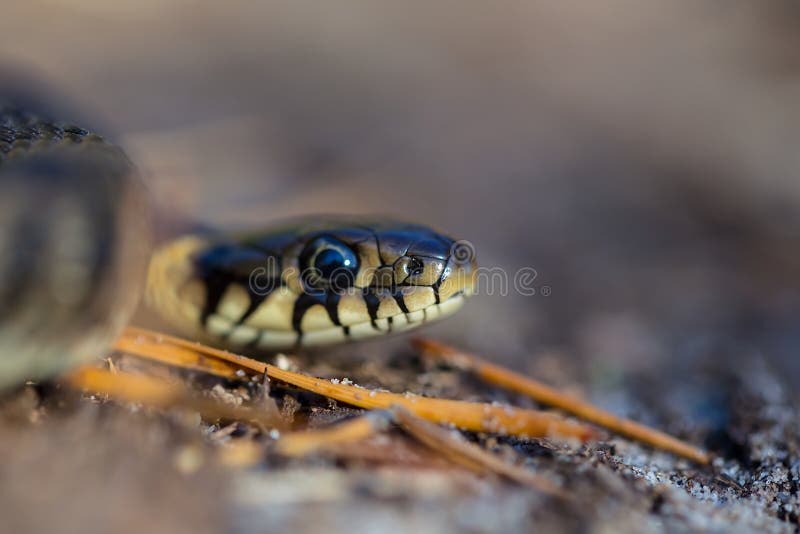 Closeup Snake Crawling on a Ground Stock Photo - Image of wait, animal ...