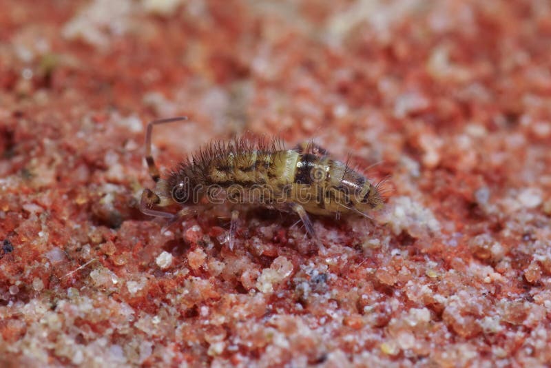Closeup on a Small Springtail, Orchesella Cincta, Sitting on a Red ...