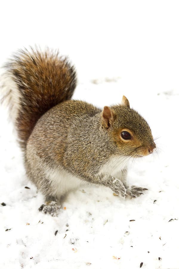 Closeup of Small Squirrel stock image. Image of rodent - 37366767