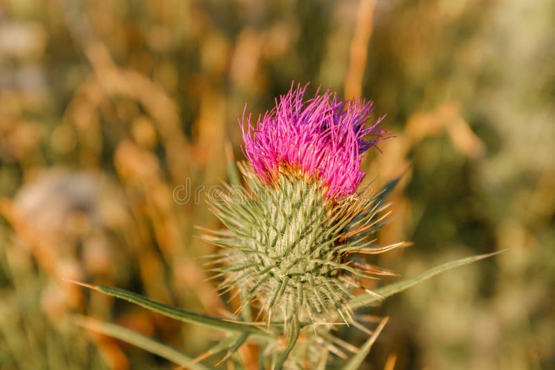 Closeup of a small thistle stock image. Image of nature - 152731309