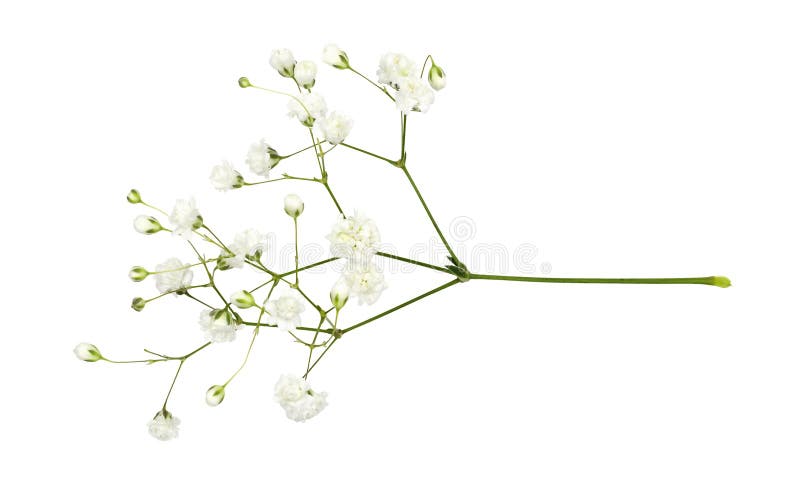Closeup of Small White Gypsophila Flowers Stock Photo - Image of branch ...
