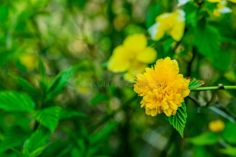 Closeup of Small Yellow Flower Stock Image - Image of ecology, ground ...
