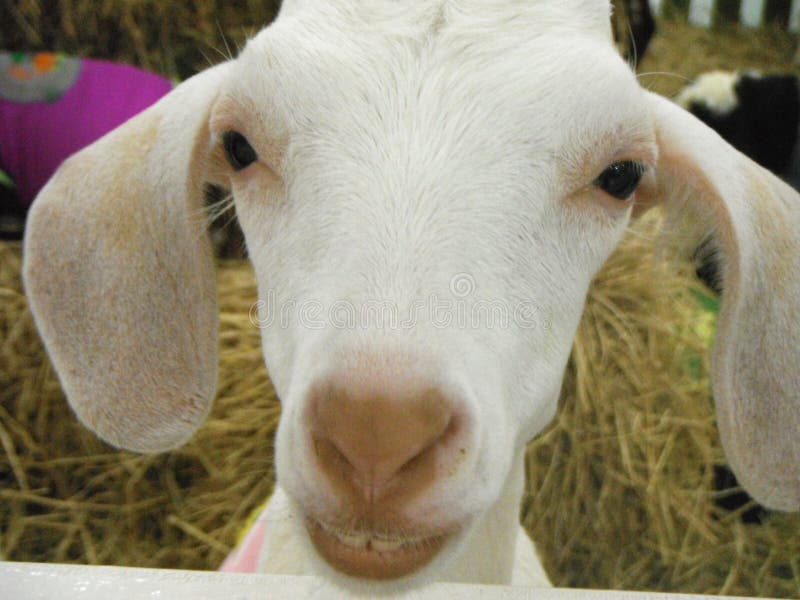 Sheep baby smile stock image. Image of wool, young, baby - 23123243