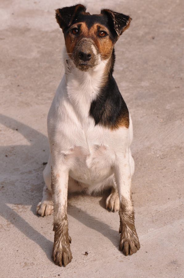 Muddy Dog stock image. Image of domestic, friend, hiding - 102424443