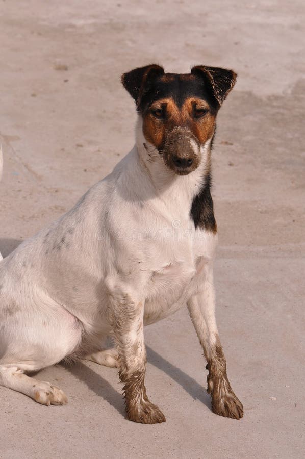 Muddy Dog stock image. Image of adventure, covered, animal - 102432031