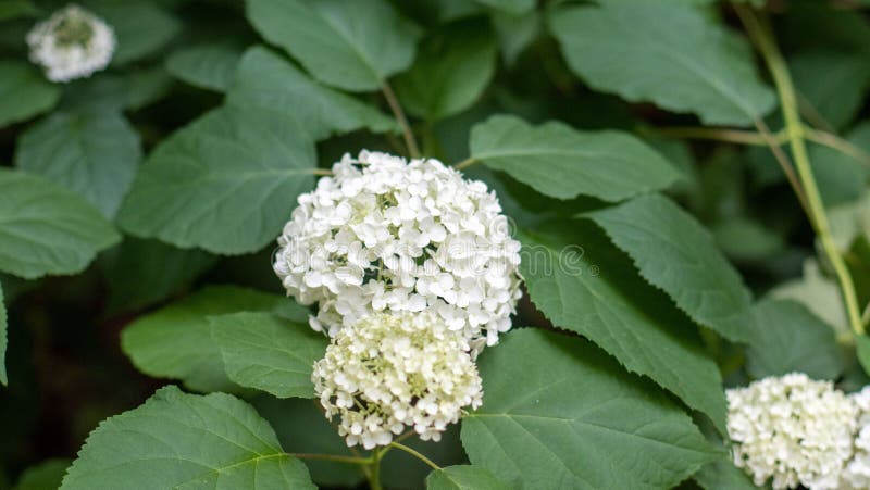 Closeup of Smooth Hydrangea Flowers Growing Outdoors Stock Photo ...