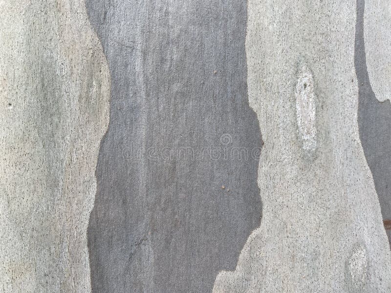 Closeup of Smooth Tree Bark Stock Image - Image of texture, details ...