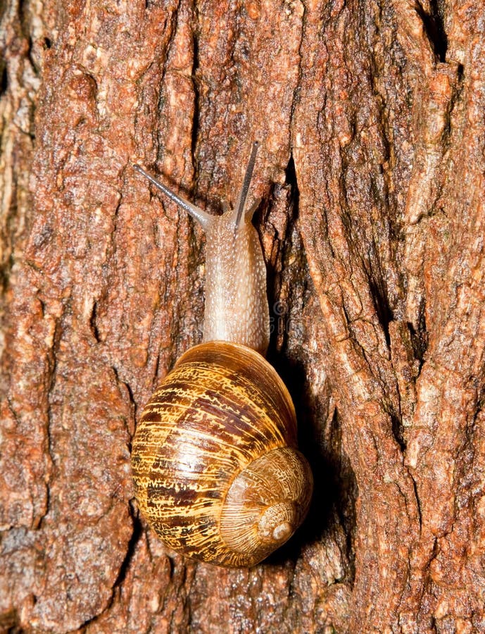 Closeup of a snail stock photo. Image of animal, clink - 14473996