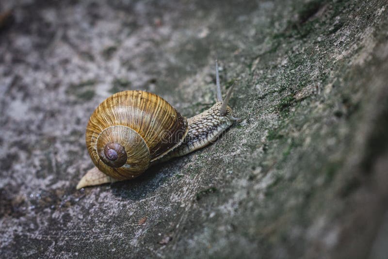 Closeup Snail Crawling in the Stone Drain Stock Image - Image of light ...