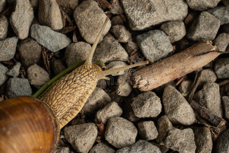 Closeup Snail Crawling on Rocks Stock Image - Image of mollusk, nature ...