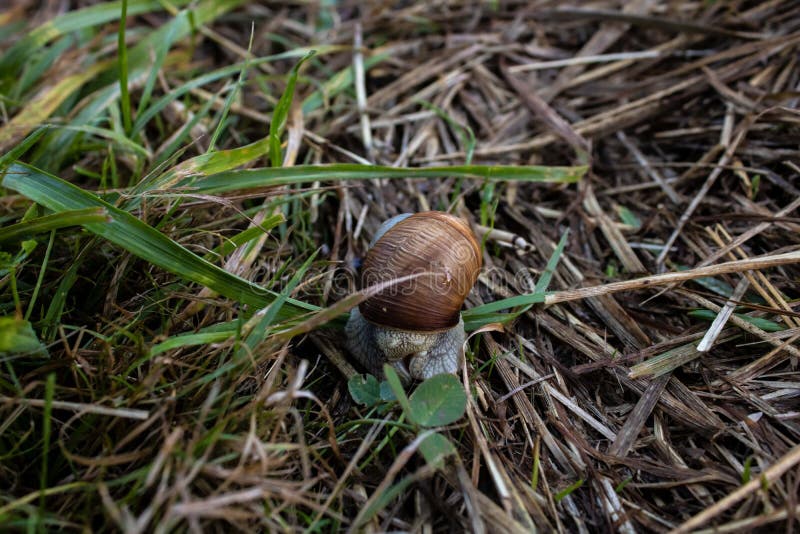 Closeup of a Snail on the Grass. Stock Image - Image of terrestrial ...
