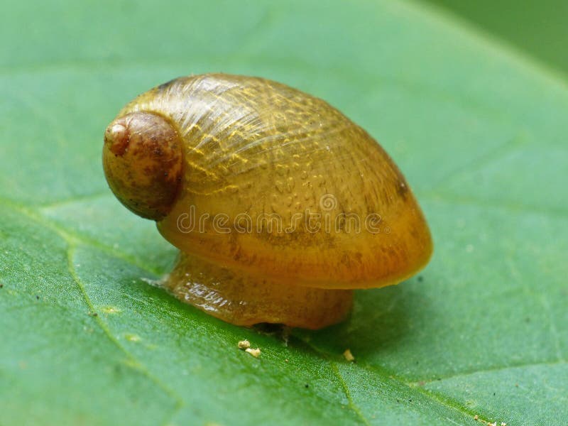 Snail on a Leaf stock photo. Image of snail, leaf, closeup - 139947080