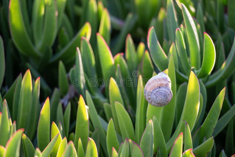 Closeup of a Snail on a Green Plant in the Garden. Closeup of a Snail ...