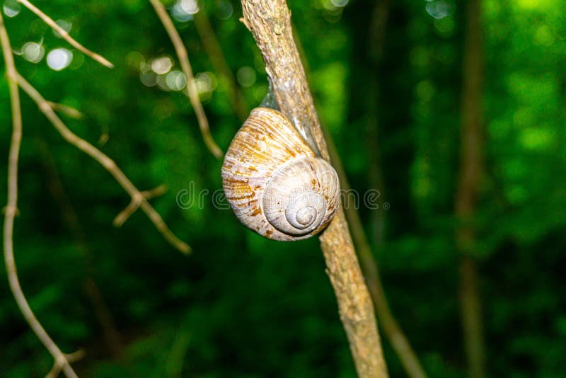 Closeup of a Snail Hiding in the Shell on the Tree Branch with the ...