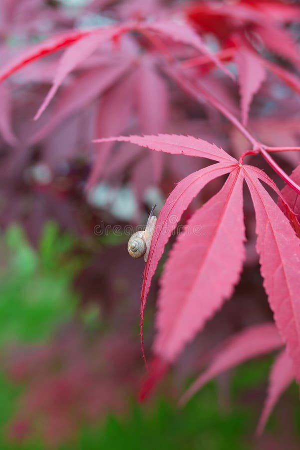 Closeup of Snail on Maple Tree in the Garden Stock Photo - Image of ...