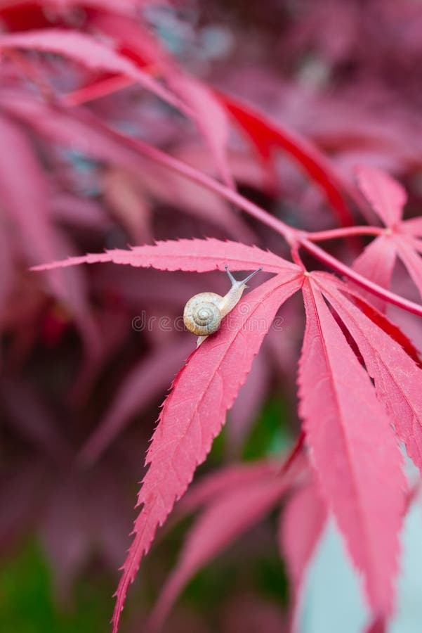 Closeup of Snail on Maple Tree in the Garden Stock Photo - Image of ...