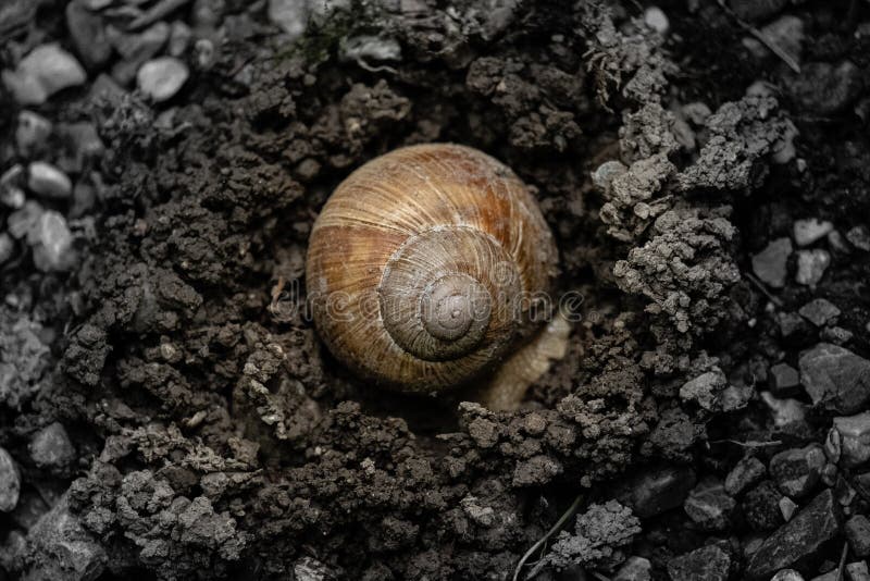 Closeup of a Snail Shell on the Ground Surrounded by Small Rocks Under ...