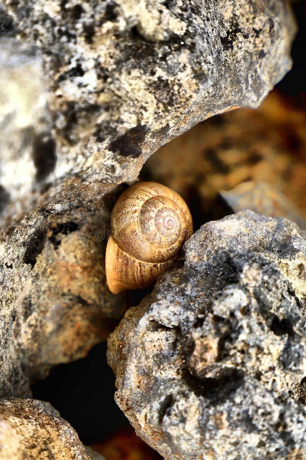 Snail Shell Lying on a Stone, Closeup Stock Photo - Image of surface ...