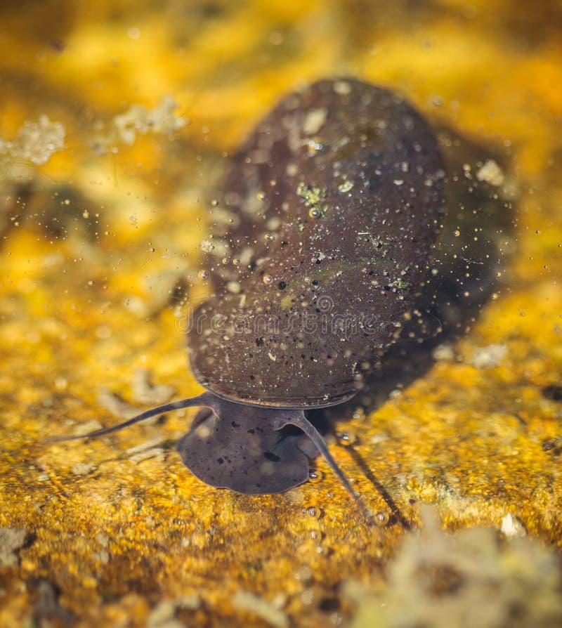 Closeup of a Snail in a Swamp Stock Image - Image of macro, underwater ...