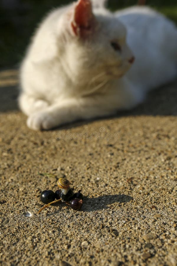 Snail and white cat stock image. Image of macro, dusk - 96027869