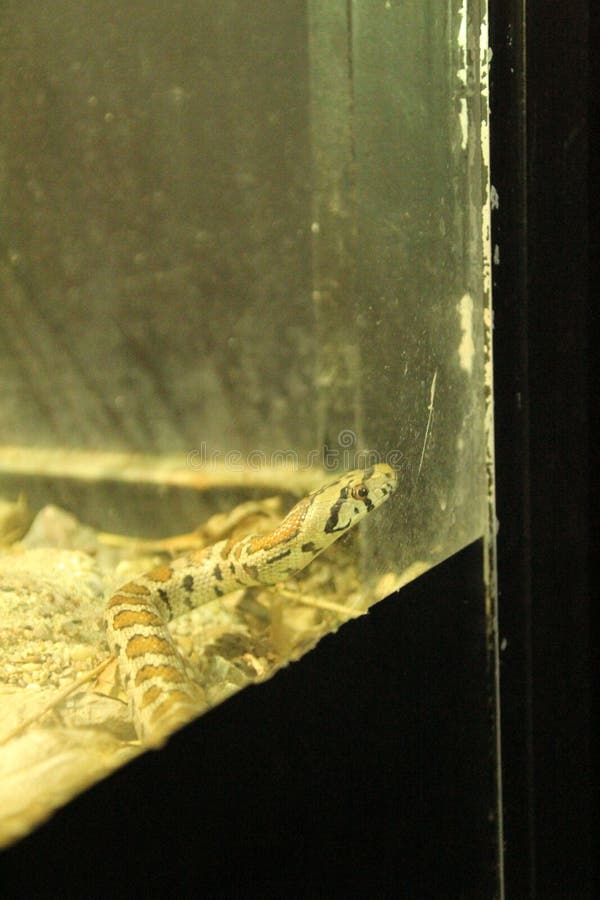 Closeup of Snake in Aquarium Stock Image - Image of predator, poisonous ...