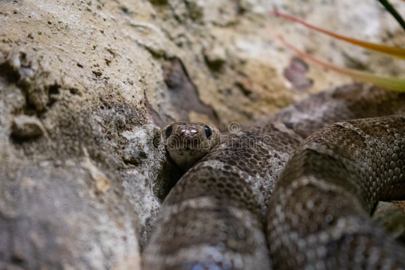 Snake in rocks stock photo. Image of adaptation, aquarium - 112235904