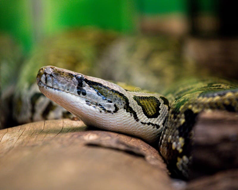Closeup of a Snake Resting on a Log Stock Image - Image of predator ...