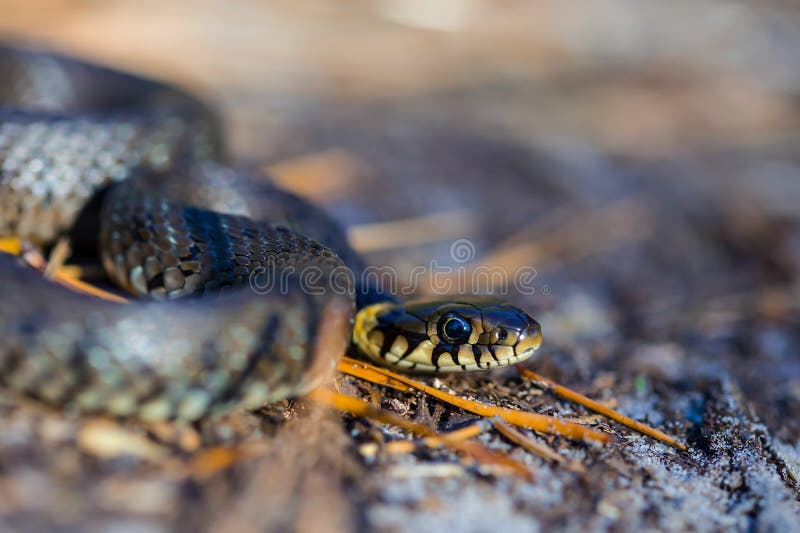 Closeup Snake Sit on Ground Stock Illustration - Illustration of coil ...