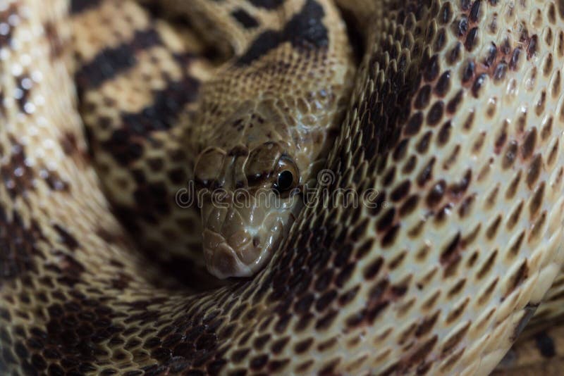 Closeup of a Snake Tangled in Its Coils with an Evil Look Stock Image ...