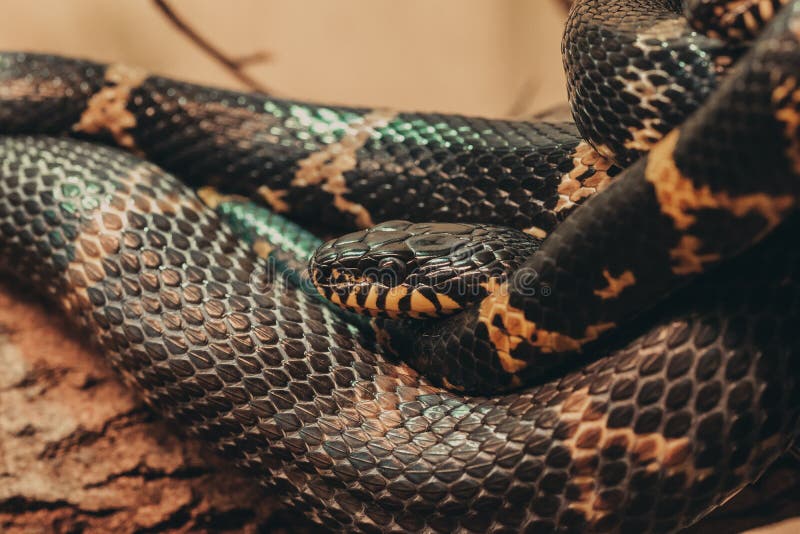 Closeup of a Snake Tangled in Its Winding Coils Stock Image - Image of ...
