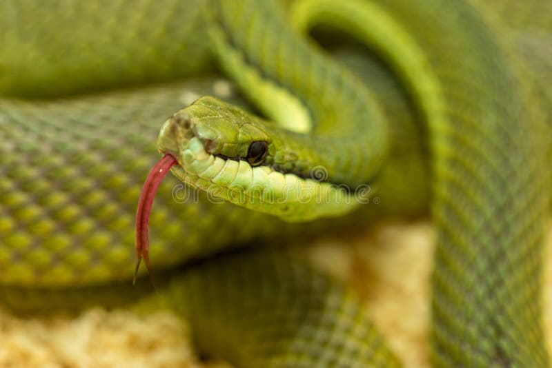 Closeup snake tongue stock image. Image of snake, albino - 31468645