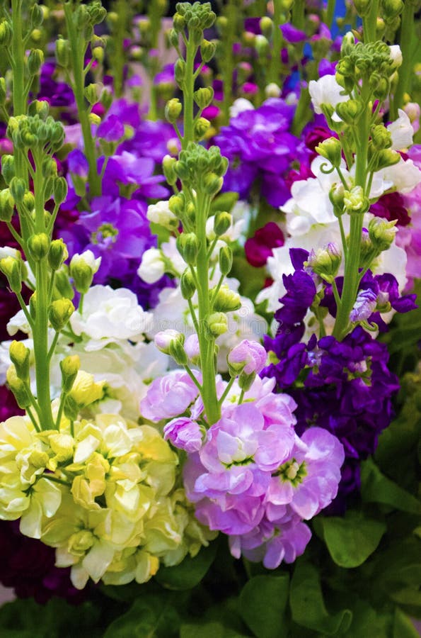 Closeup of Snapdragon Flowers Stock Photo - Image of fresh, garden ...