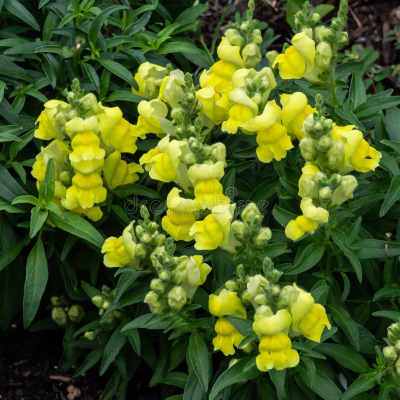 Closeup of Snapdragon Flowers Growing in a Garden Stock Photo - Image ...