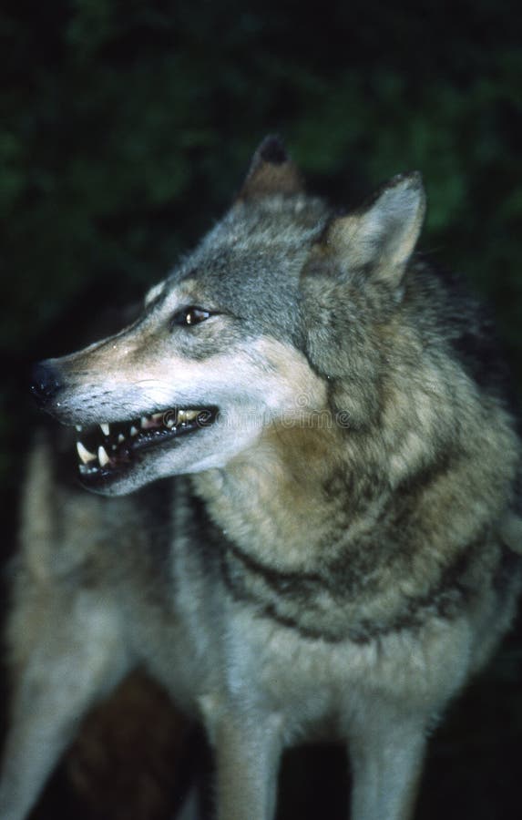 A Snarling Grey Wolf Bares Its Teeth. Stock Photo - Image of face, wolf ...