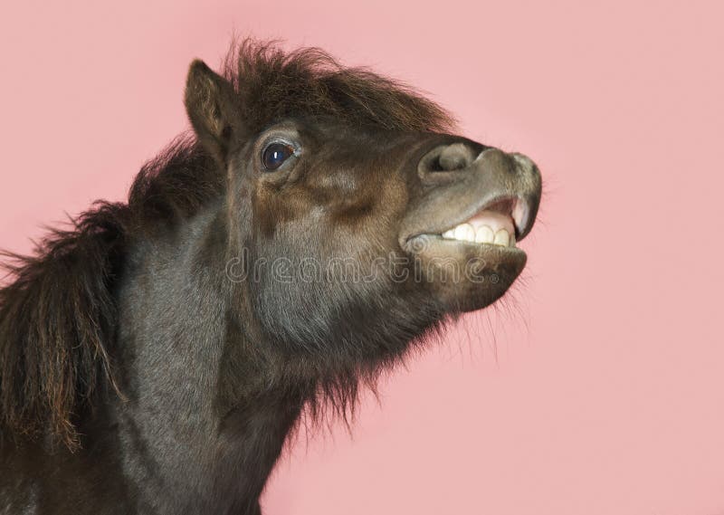 Closeup of Snarling Horse stock image. Image of teeth - 31842231