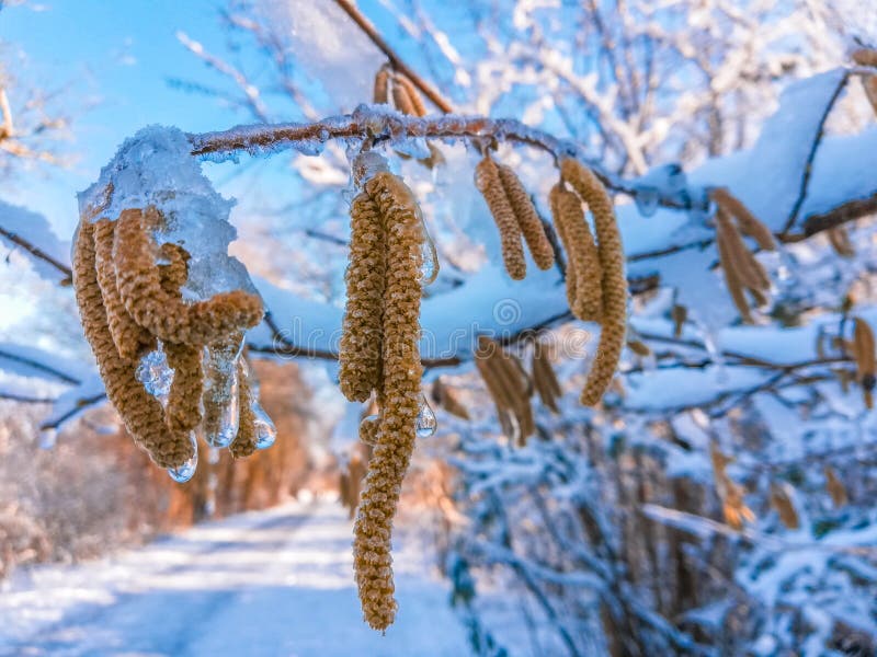Closeup of Snow Covered Bush. Winter Theme Stock Image - Image of ...