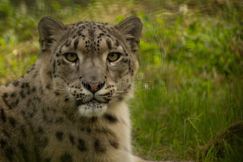 A Closeup of a Snow Leopard Looking at the Camera Stock Photo - Image ...
