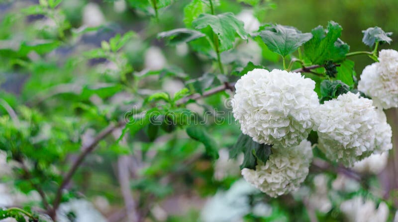 Closeup of Snowball Flower in the Summer Stock Photo - Image of leaf ...