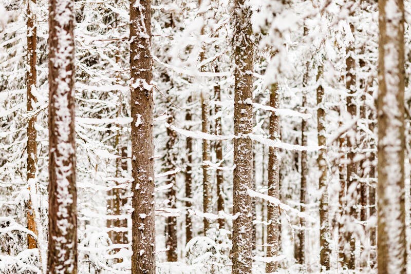 Closeup of Snowy Forest stock image. Image of trunk, woodland - 48643779