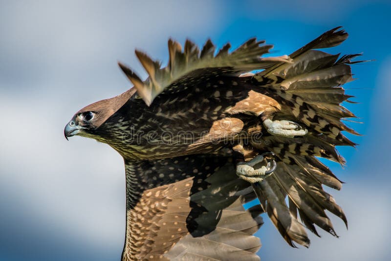 Closeup of a Soaring Hawk Against a Cloudy Blue Sky Stock Photo - Image ...