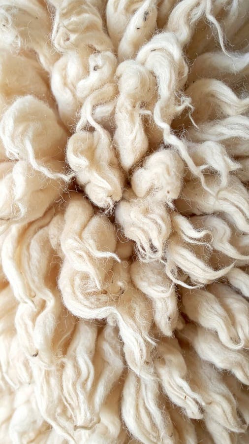 Closeup of Soft Cream Colored Sheep Wool Texture a Natural and Fluffy ...