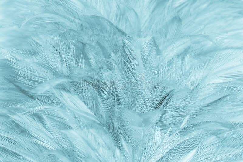81,840 Soft Feather Stock Photos - Free & Royalty-Free Stock Photos ...