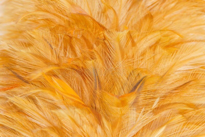 Closeup soft feather stock photo. Image of brown, feather - 62590558