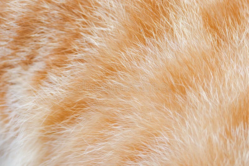 Closeup Soft Ginger Cat Fur Blurred Background. Blur Orange Wool Cat ...