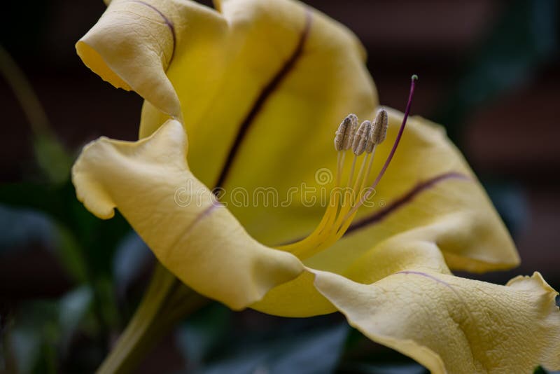 Closeup of the Solandra Maxima Stock Image - Image of botany, floral ...