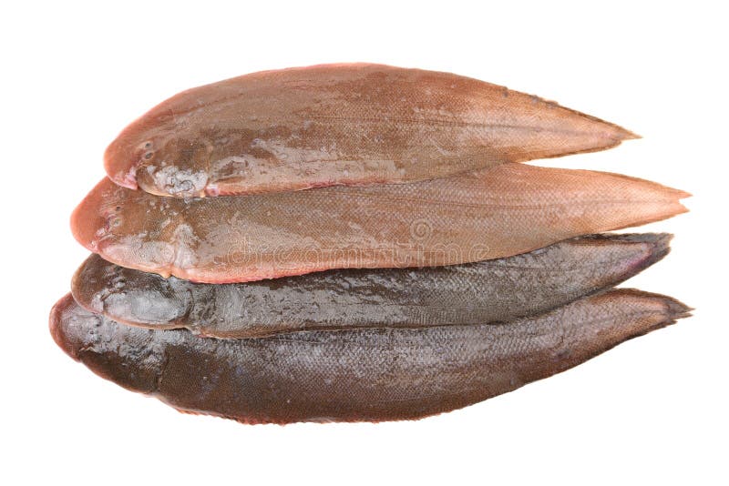 Closeup of sole fish stock photo. Image of texture, solea - 66074254