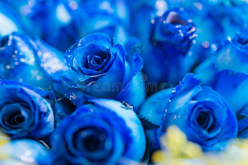 Blue rose stock image. Image of celebration, design, floral - 29763207